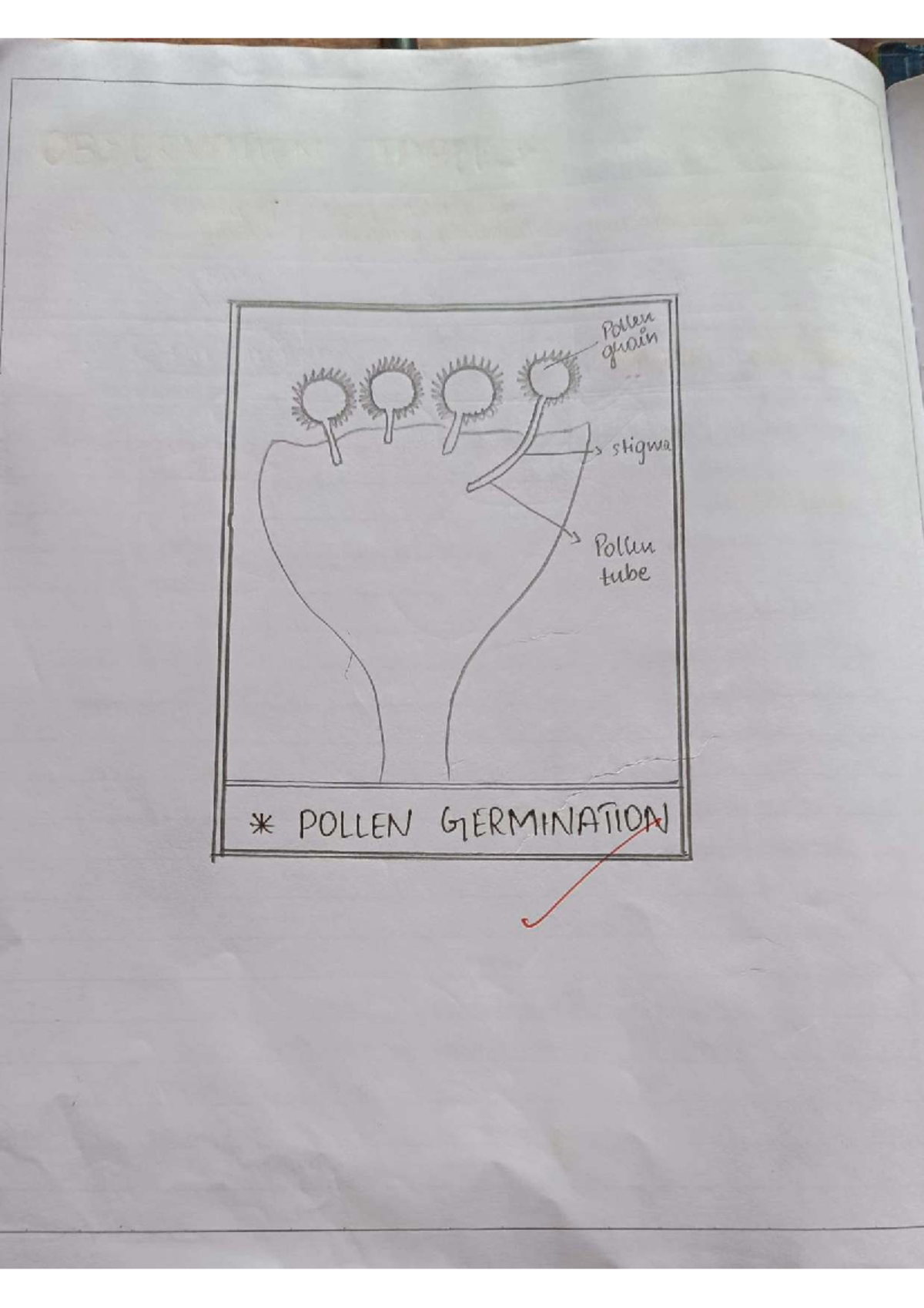 Biology Practical Experiments (Course Code: BIO 1233) - Studocu