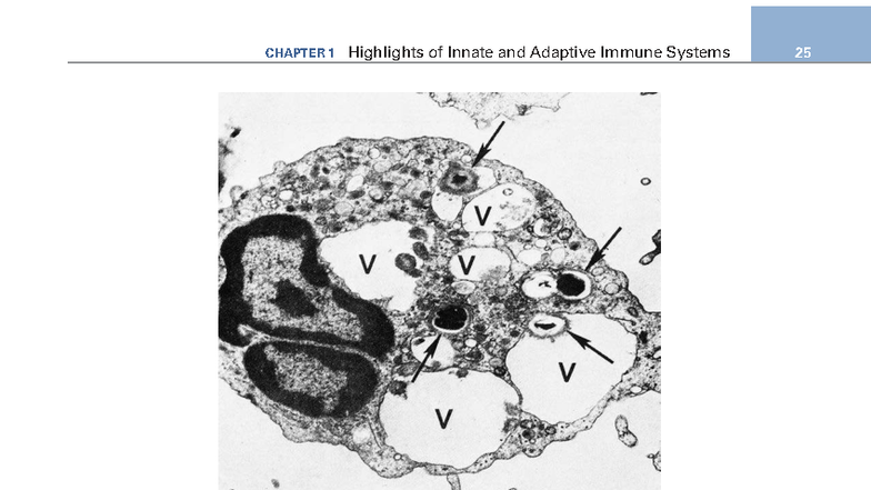 Q&A for Turgeon Immunology Chapters 1-10 Review - Studocu