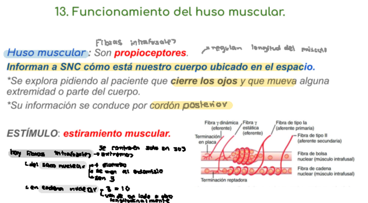 Lab ;) fisio - ……….. - Fibras intrafusale? ~> regulan longitud del ...