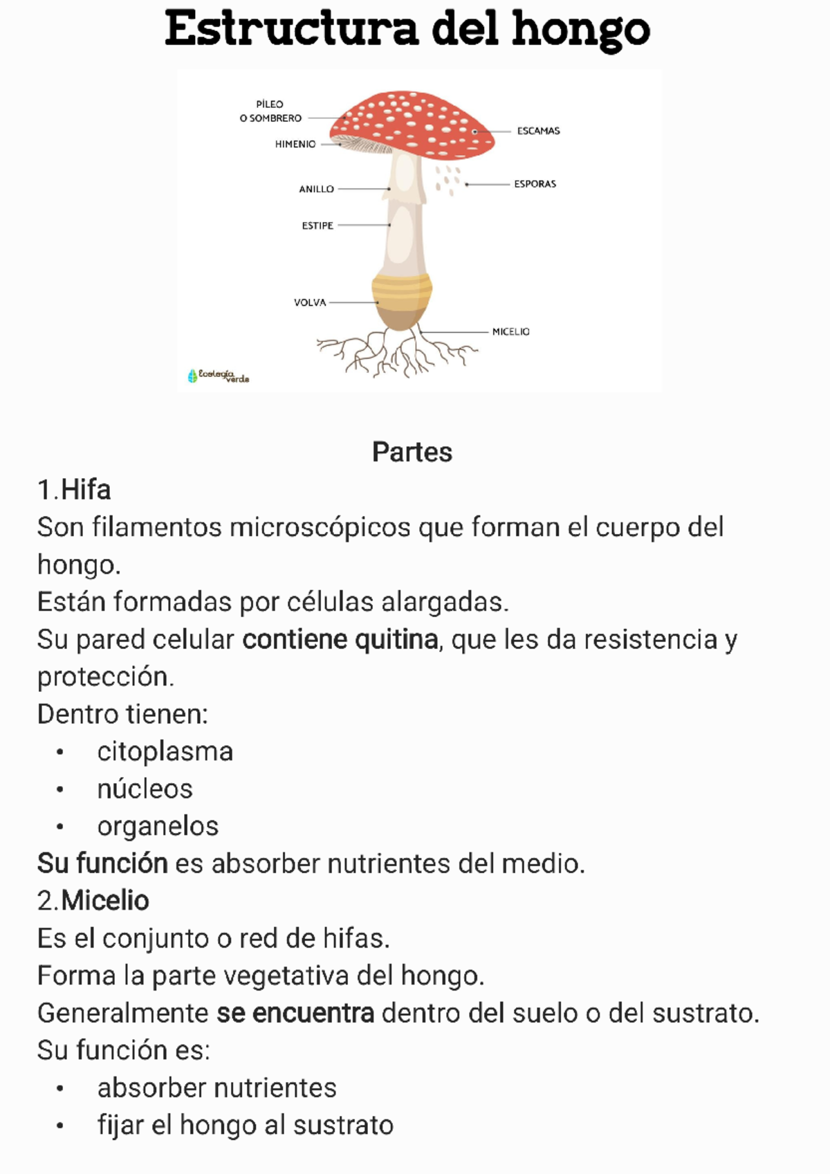 Estructura del Hongo: Hifas, Micelio y Metabolismo (Biología 101) - Studocu
