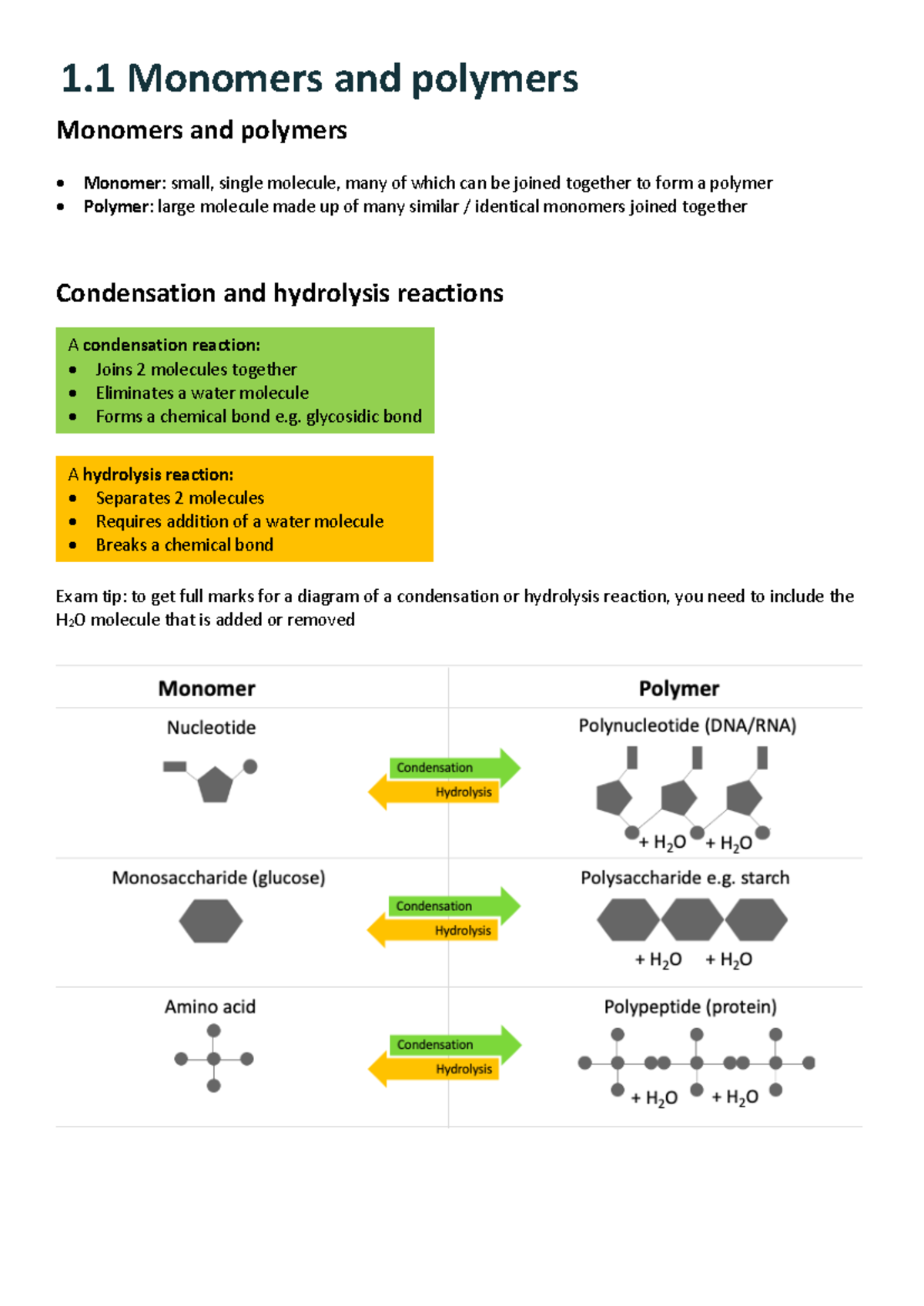 Bio 1 - Bio summary - 1 Monomers and polymers Monomers and polymers ...