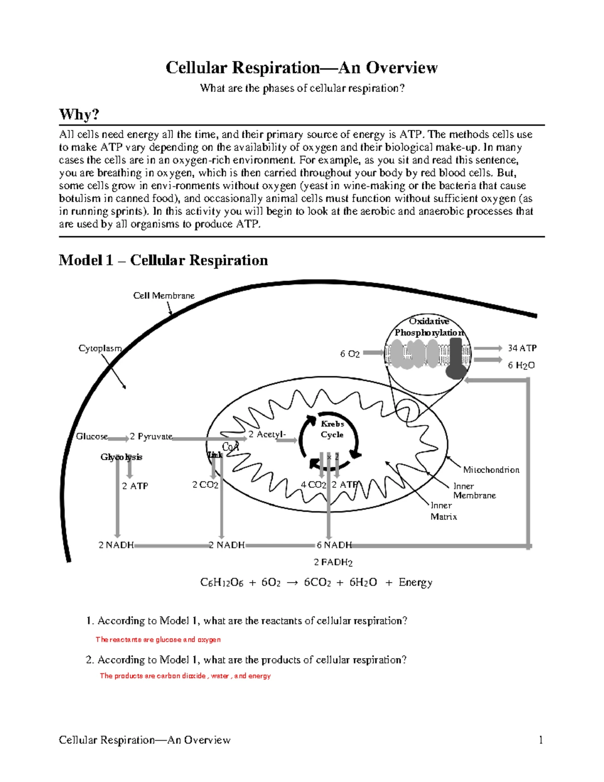 AP Biology Respiration Lab Report: Effects of Exercise on Cellular ...