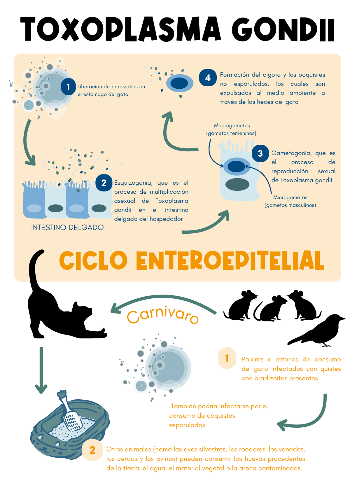 Ciclo DEL Toxoplasma Gondii - Esquizogonia, que es el proceso de ...