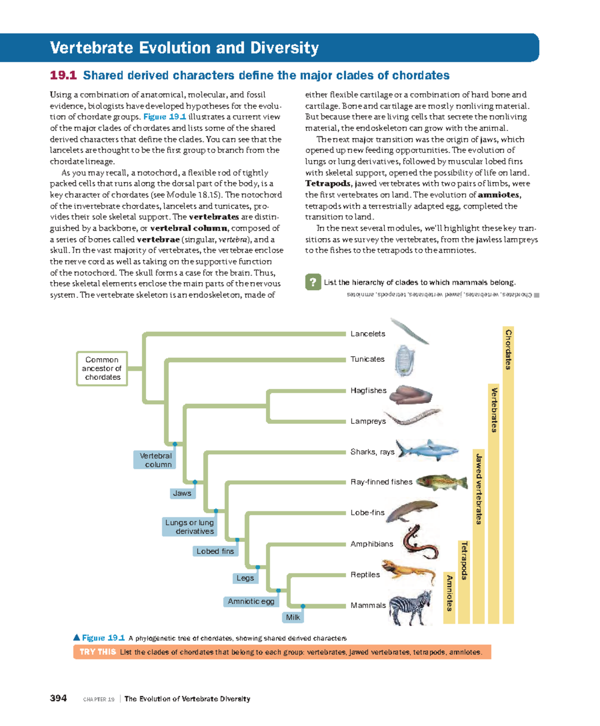 Vertebrate Evolution and Diversity: Key Clades and Characteristics (BIO ...