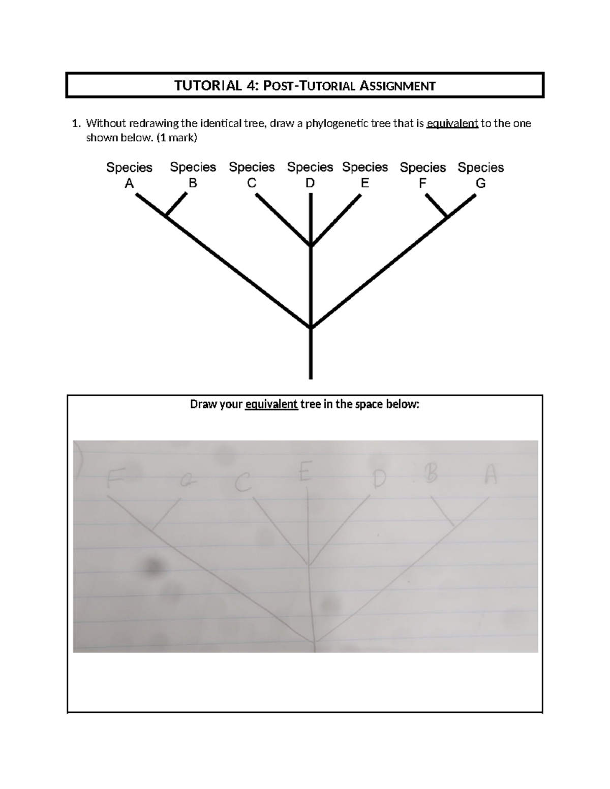 Phylognetic trees - TUTORIAL 4: POST-TUTORIAL ASSIGNMENT 1. Without ...