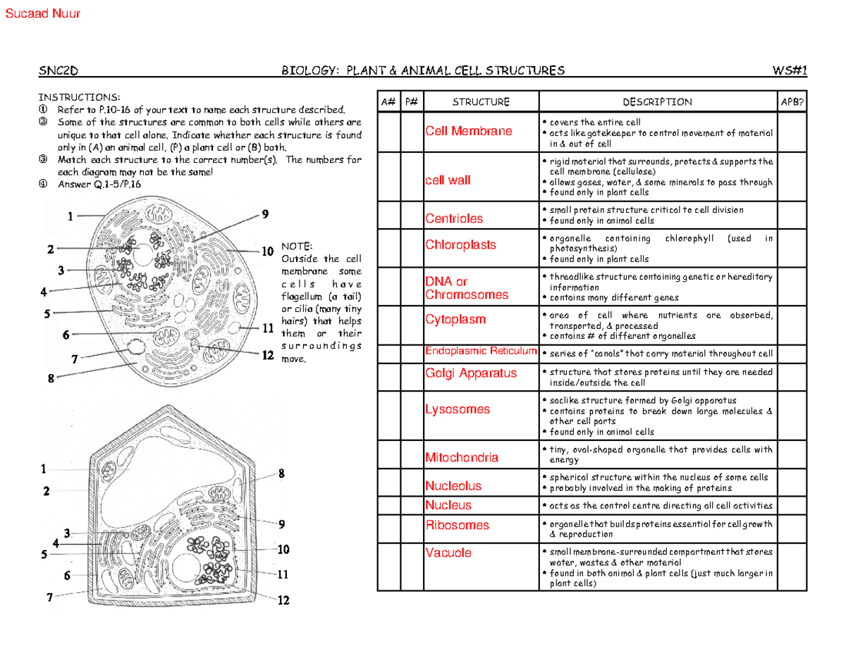 SNC2D Cell Structure Worksheet: Plant & Animal Comparison - Studocu