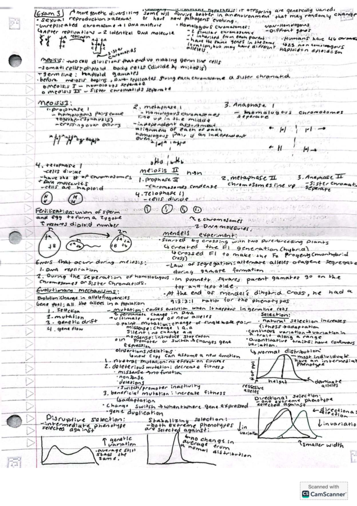 Exam 3 Study Guide: Genetic Diversity and Evolution Concepts - Studocu