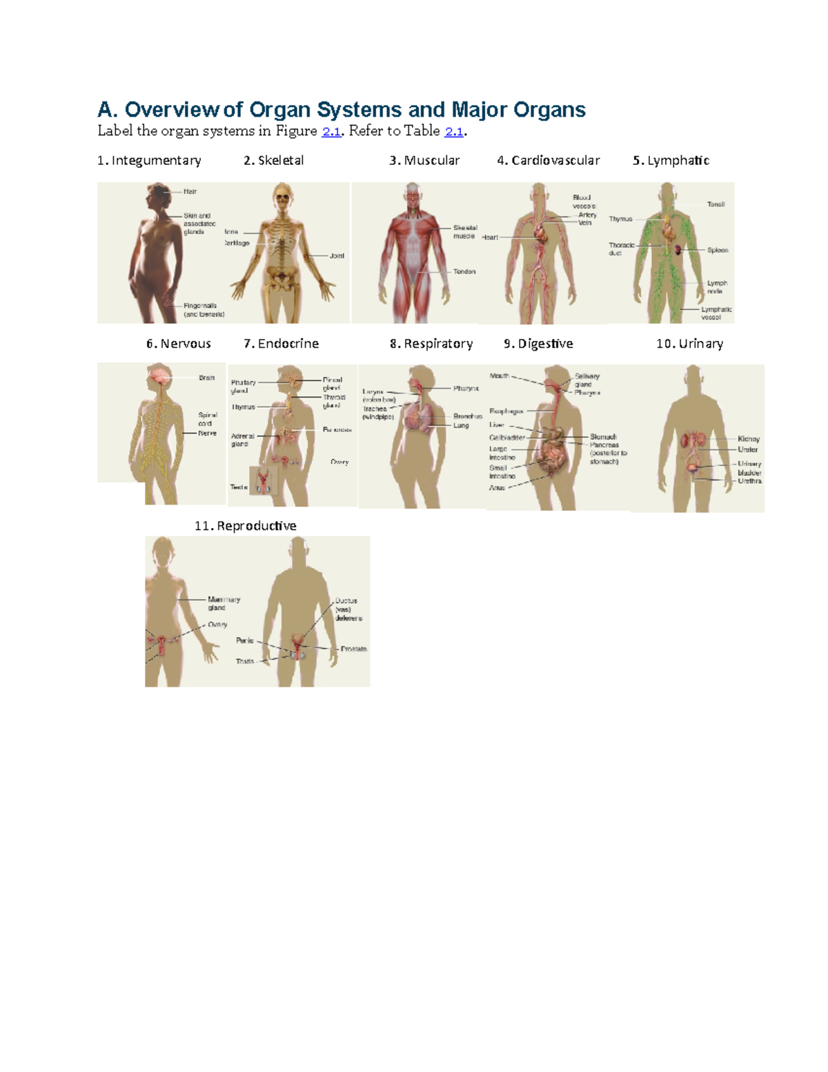 A&P 1 lab Exercise 2 - Lab worksheet - A. Overview of Organ Systems and ...