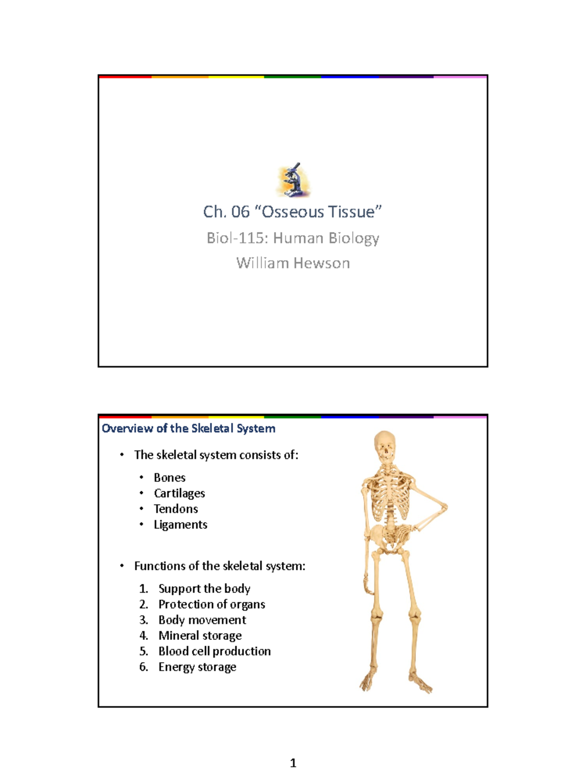 Bio 115 Ch. 06 Lecture Notes Summary: The Skeletal System - Studocu