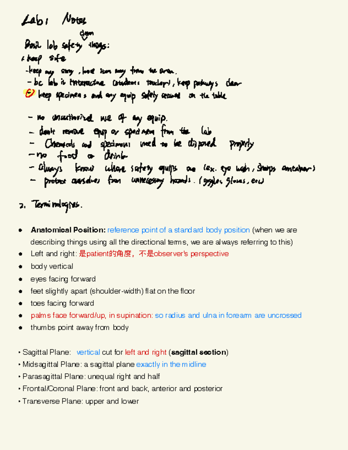 Lab Notes 1: Understanding Anatomical Position & Body Planes - Studocu