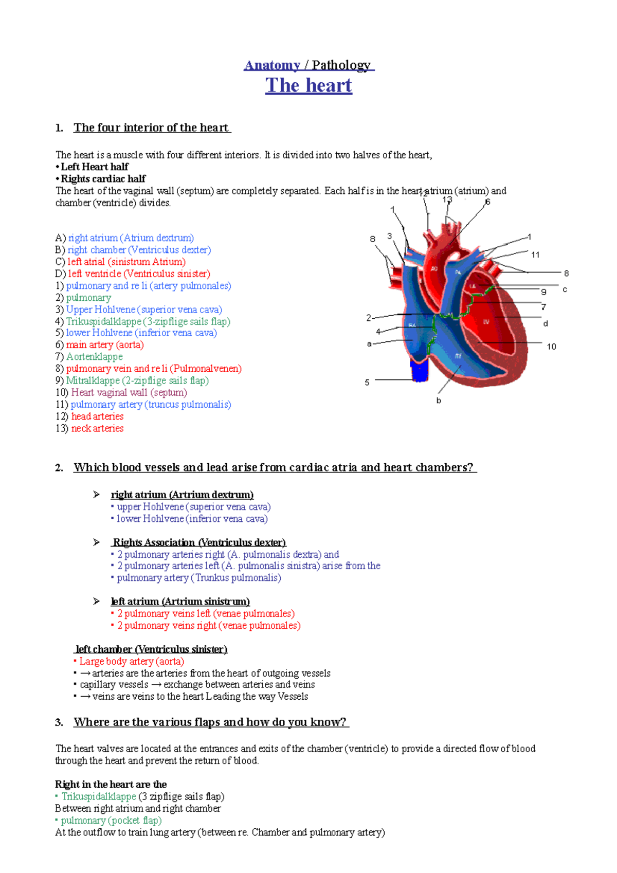 Heart Anatomy Notes (ANAT 101): Comprehensive Overview of Cardiac ...