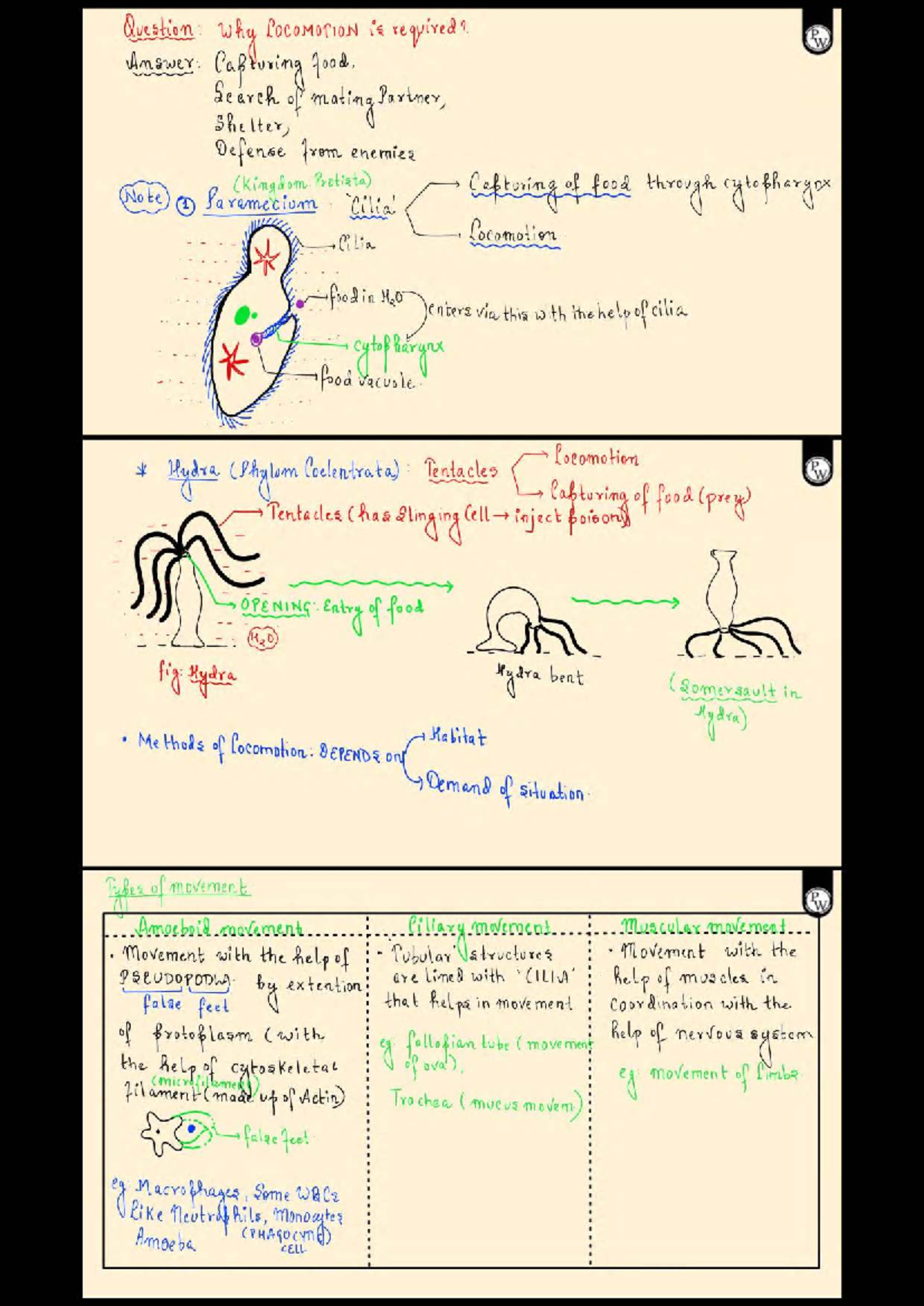 Locomotion and Movement: Class Notes for Biology 101 - Studocu