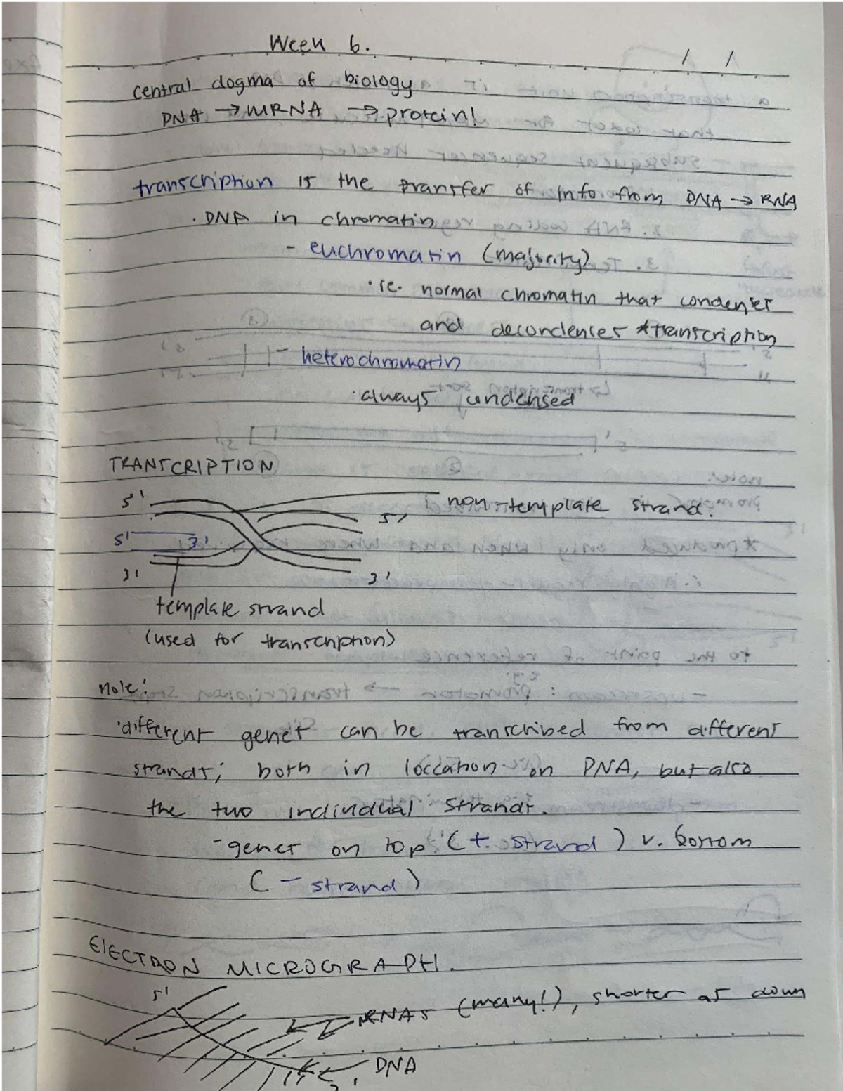 Week 6: Central Dogma of Biology - Transcription & Translation Notes ...