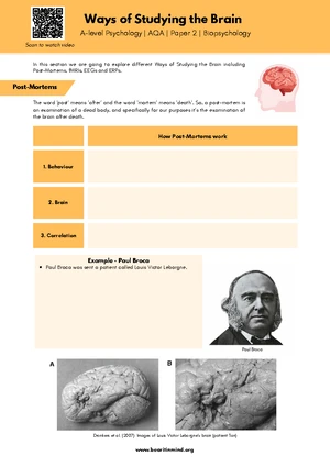 2. Neurons & Synaptic Transmission - A-Level Psychology (AQA Paper 2 ...