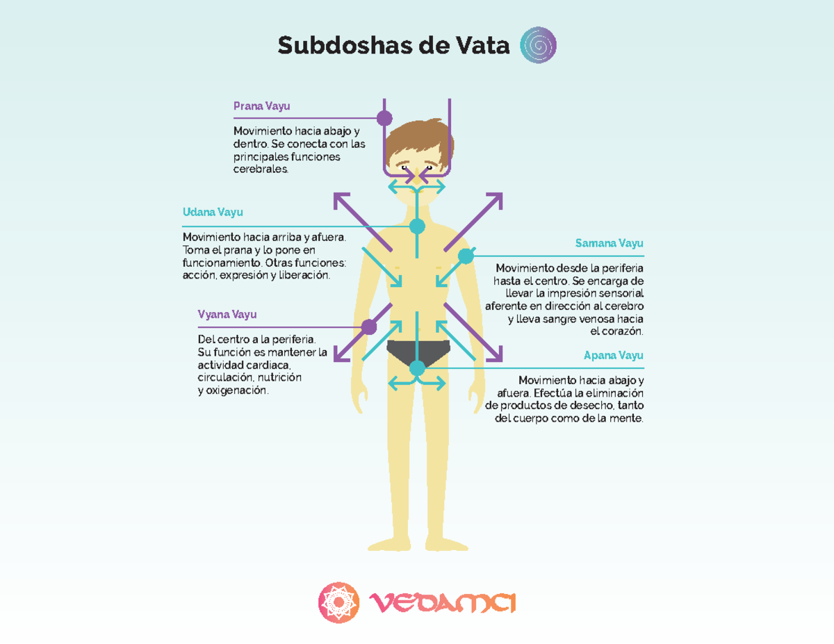 Subdoshas de Vata y Pitta: Funciones y Localización - Studocu