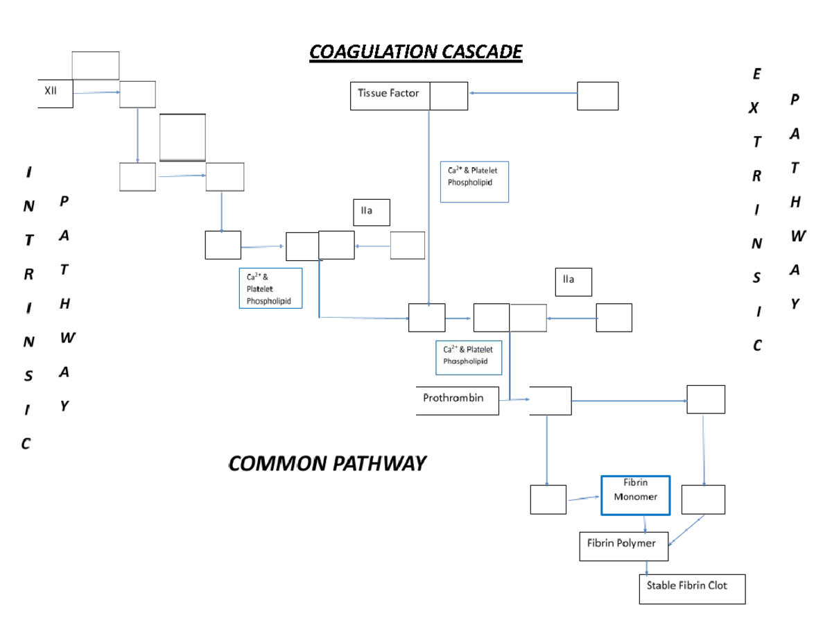 Coagulation Cascade Test: Understanding the Pathways and Factors - Studocu
