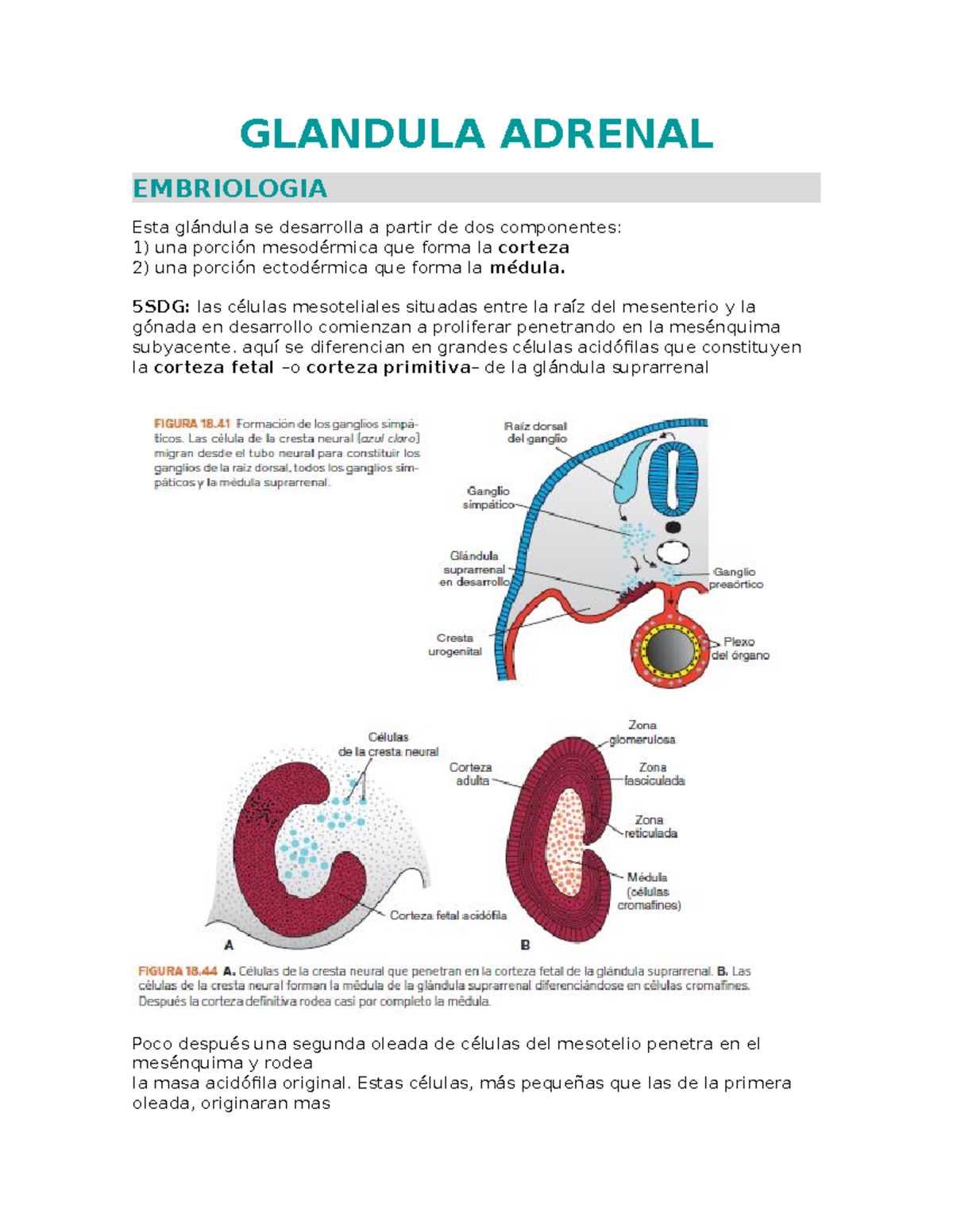 Glandula Adrenal: Resumen de Embriología, Anatomía y Fisiología - Studocu