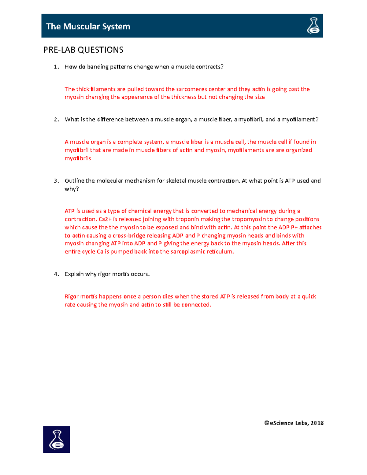 BIO 169 Muscular System Lab Answers and Post-Lab Questions - Studocu