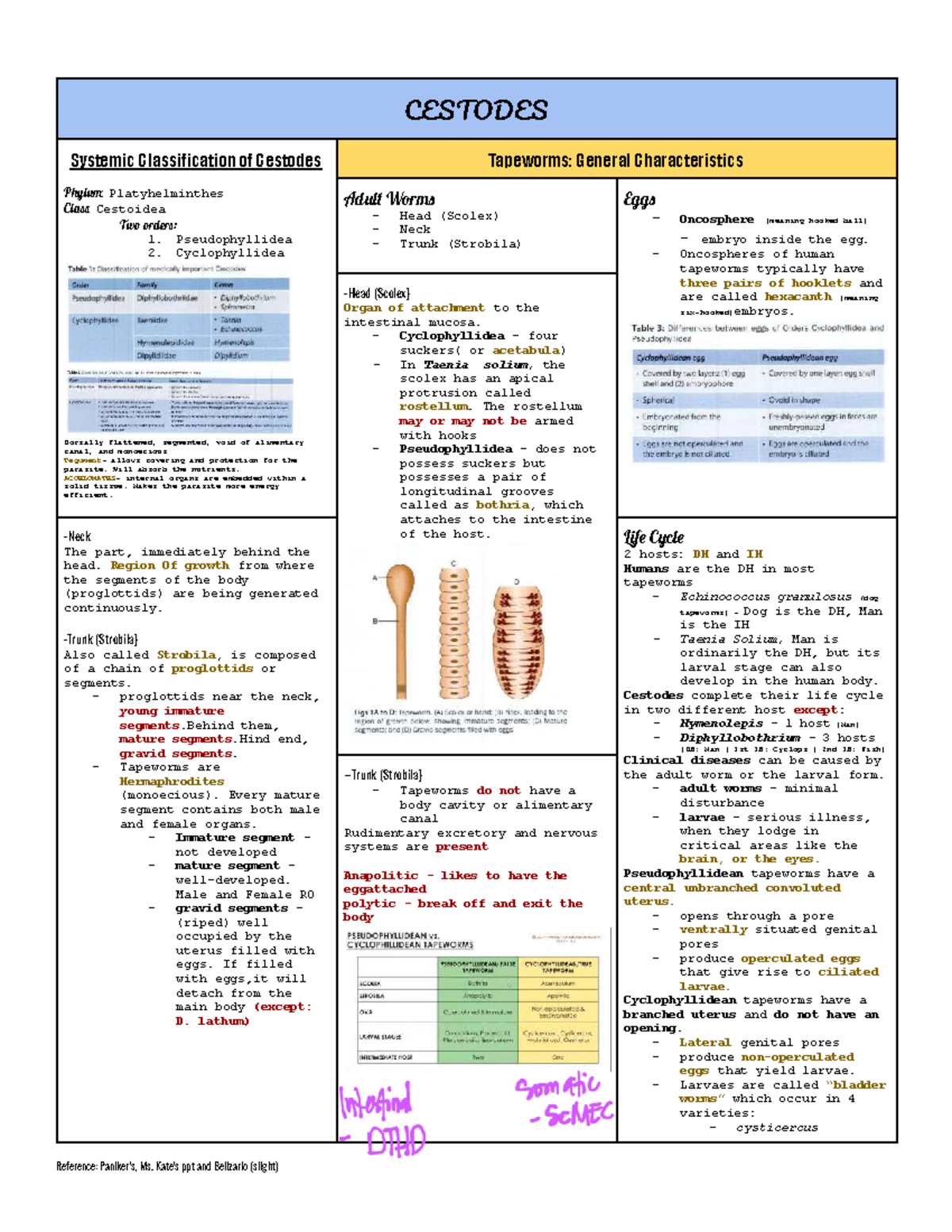 P3 1 - Systemic classification and characteristics of cestodes - Studocu
