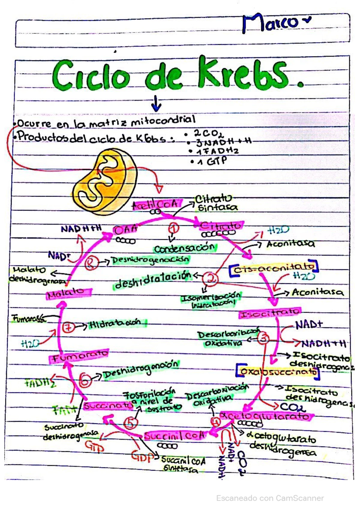 Características y clasificación de bacterias: cocos, bacilos, espirilos ...