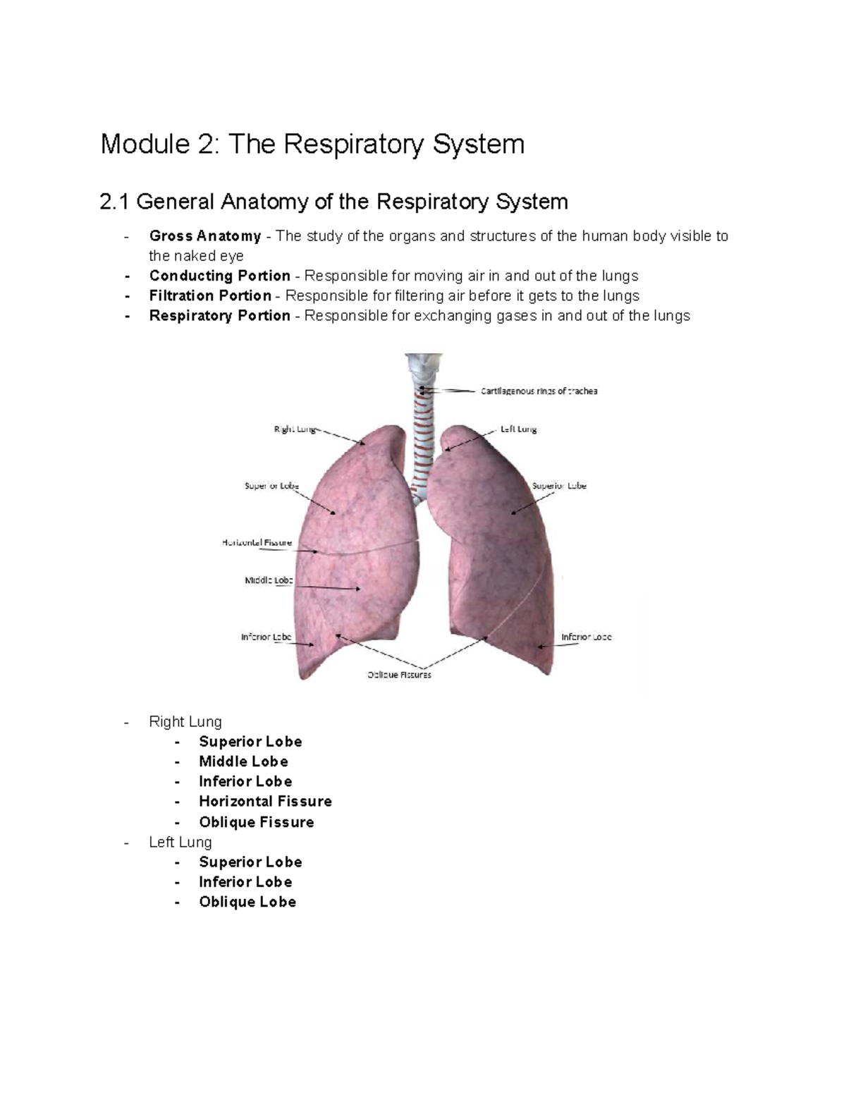 Module 2: The Respiratory System - Anatomy, Physiology, and Pathology ...