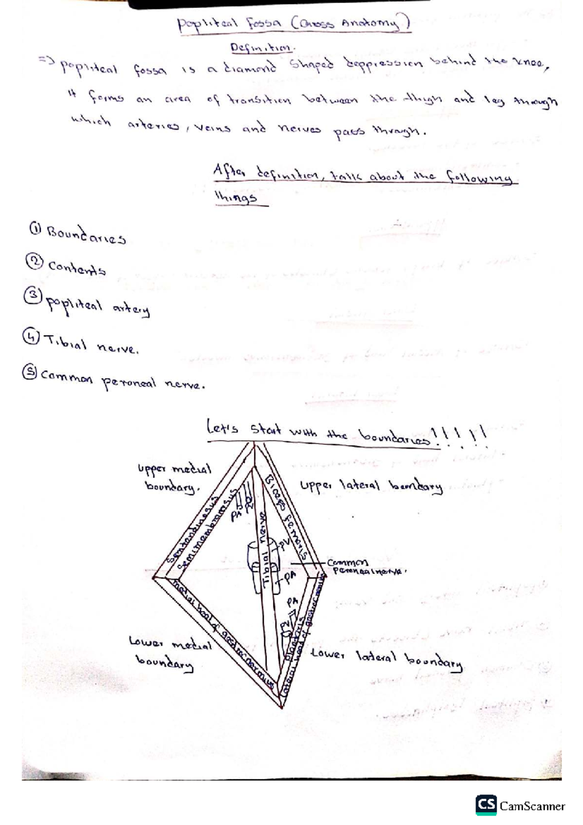 Popliteal Fossa Anatomy: Boundaries, Contents & Clinical Insights - Studocu