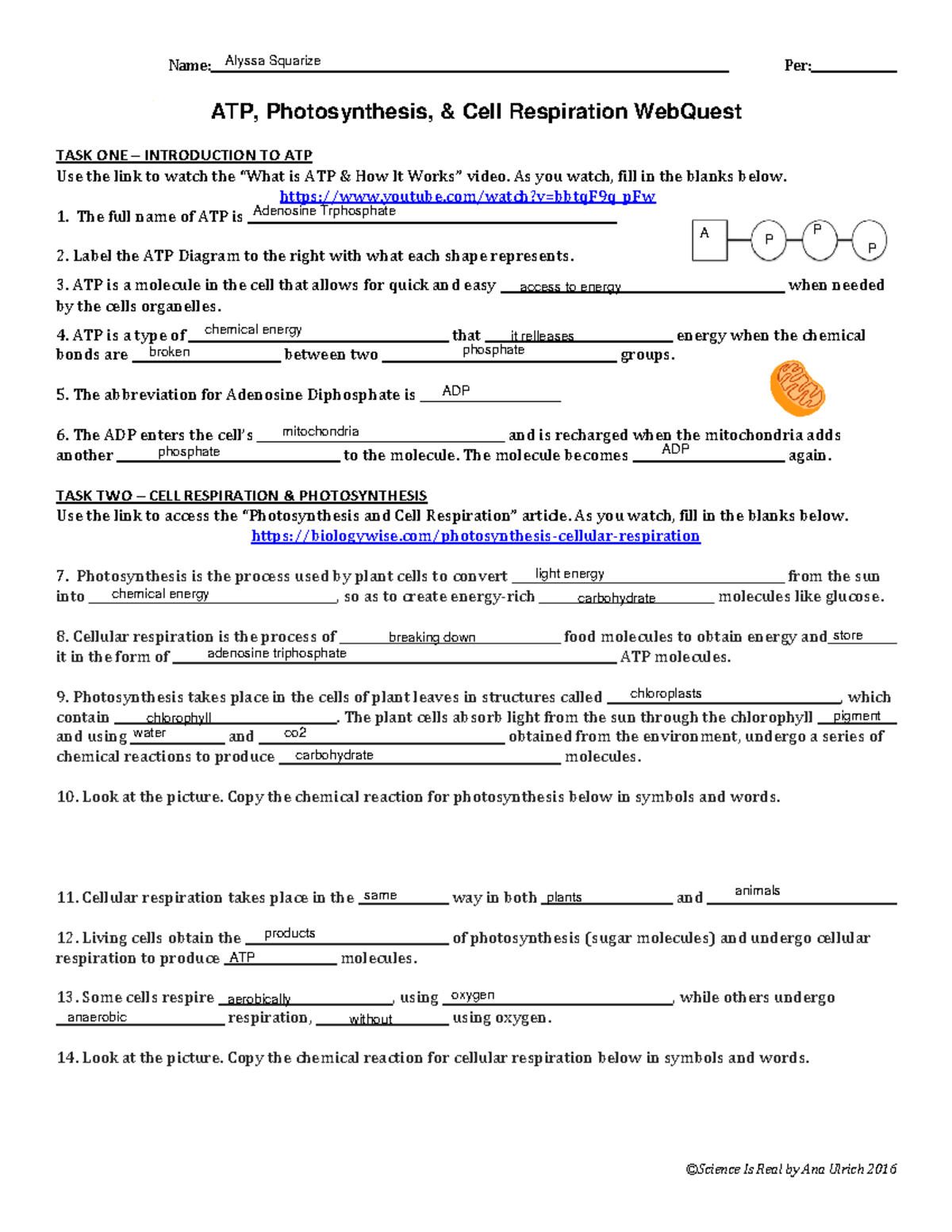 ATP & Photosynthesis WebQuest - Student Handout for Biology 101 - Studocu