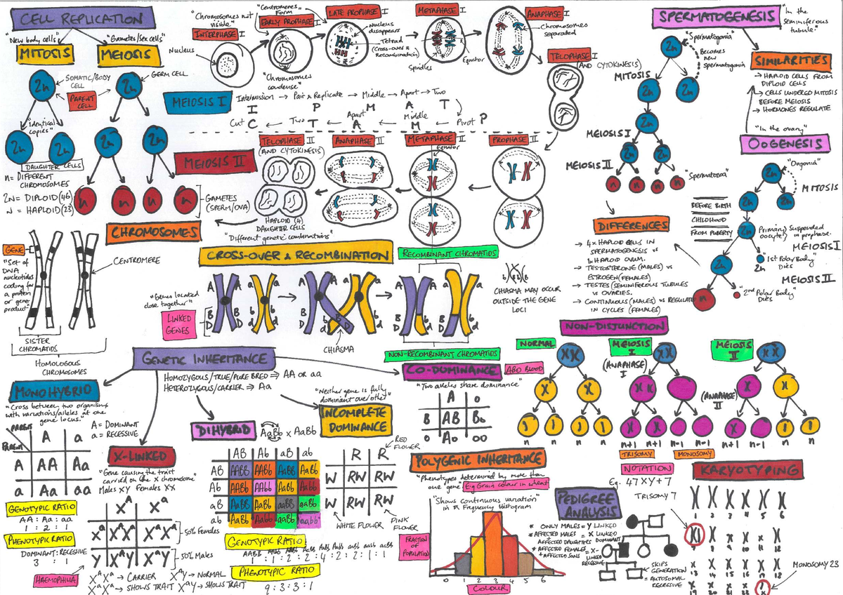 Concept Map - Heredity: Meiosis, Mitosis, and Genetic Inheritance - Studocu
