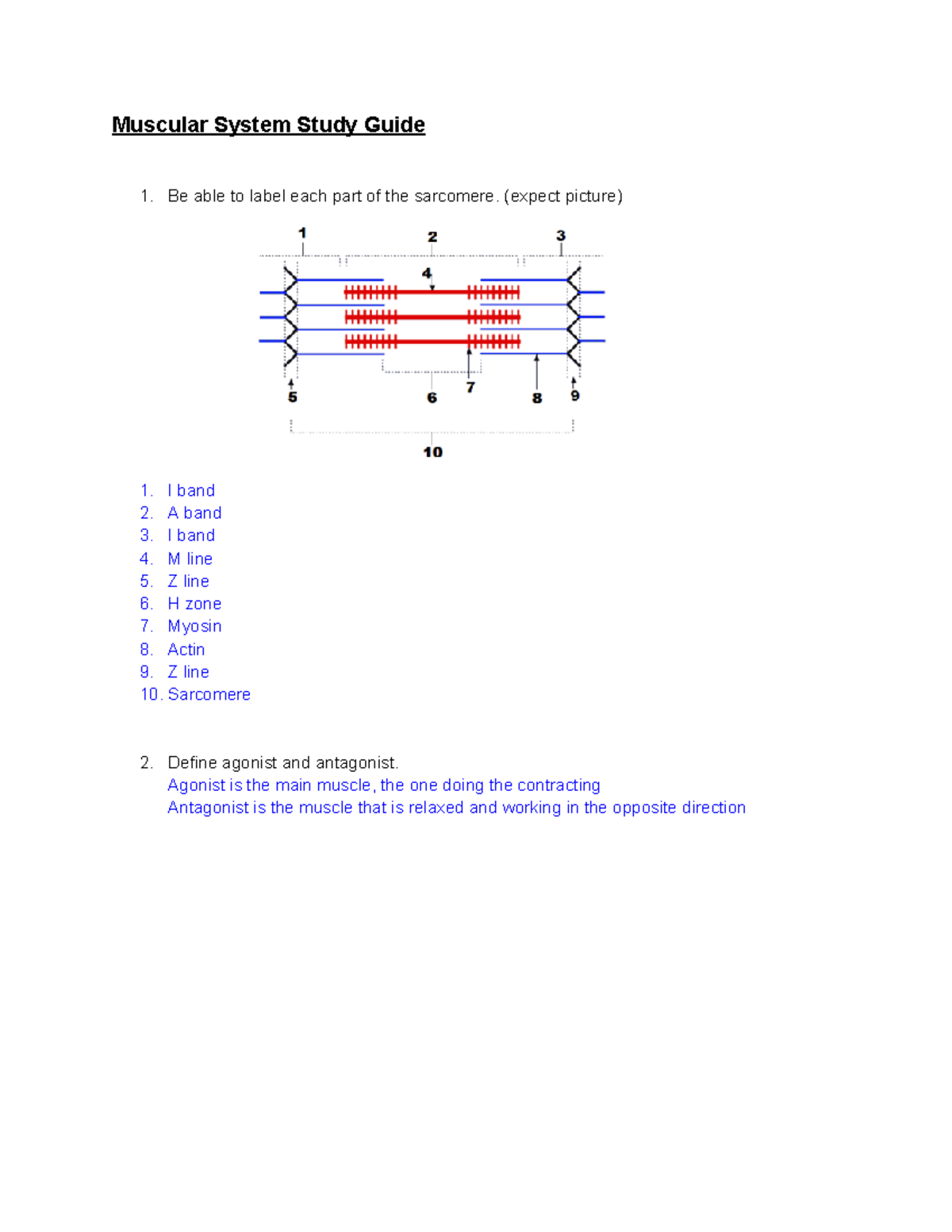 Muscular System Study Guide for Anatomy 101: Key Concepts & Functions ...