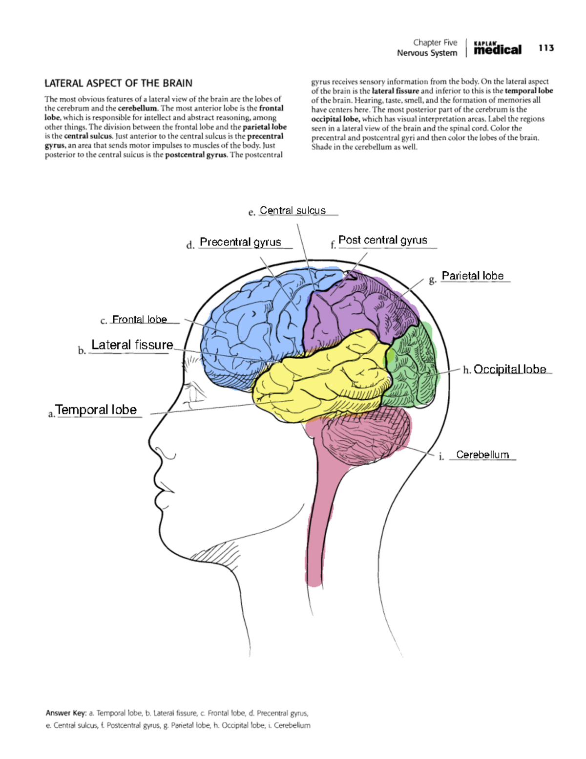 Chapter 5 Nervous System: Lateral, Superior, Midsagittal Views & Limbic ...