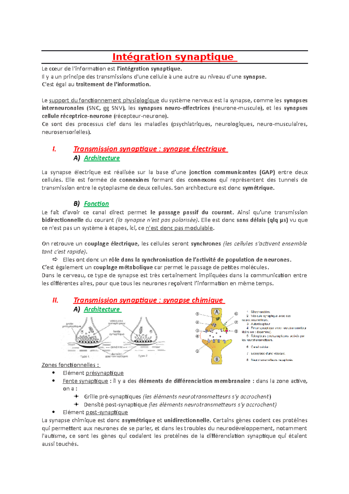 Intégration synaptique - Il y a un principe des transmissions d'une ...