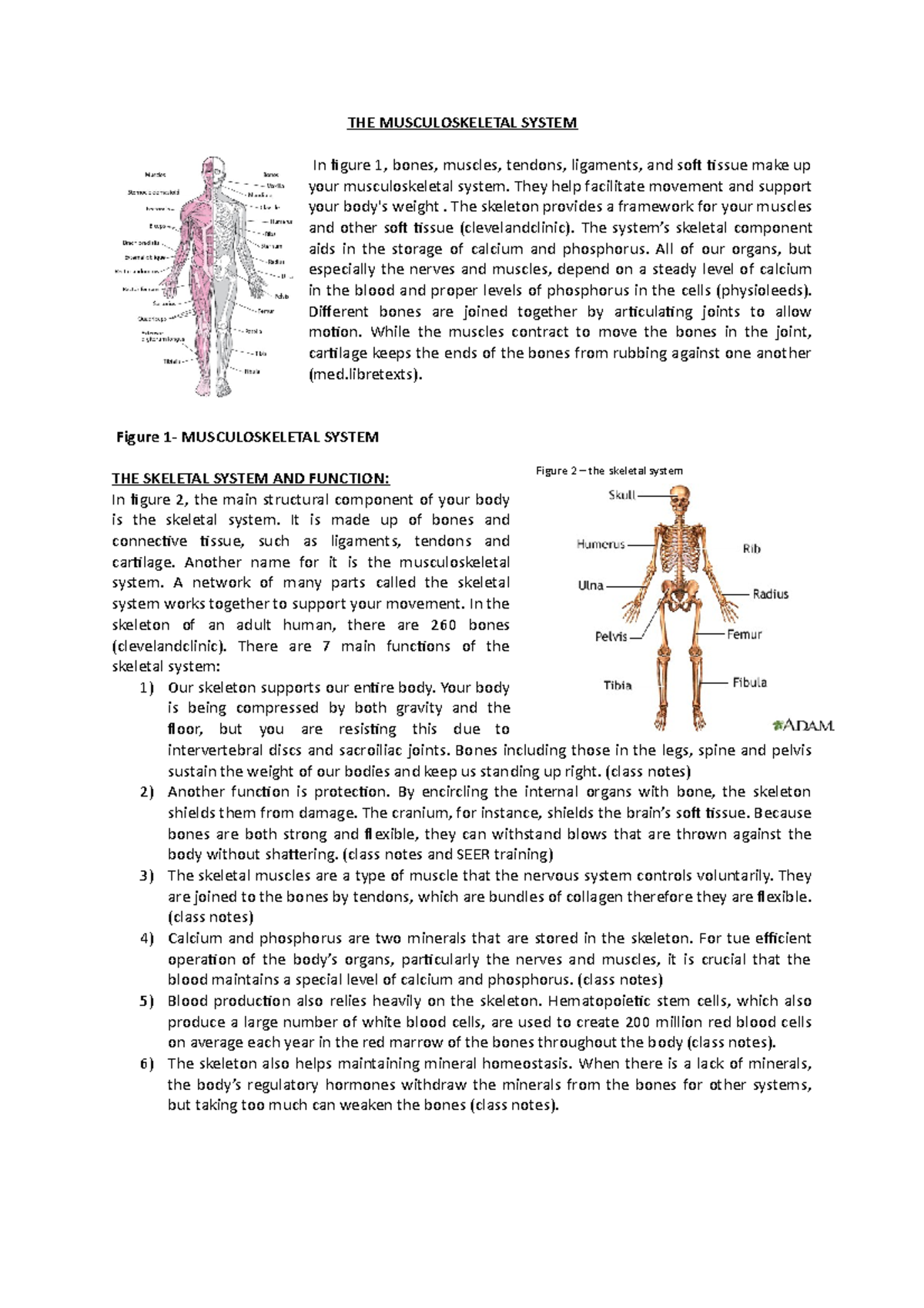 UNIT 8: The Musculoskeletal System Overview and Functions - Studocu