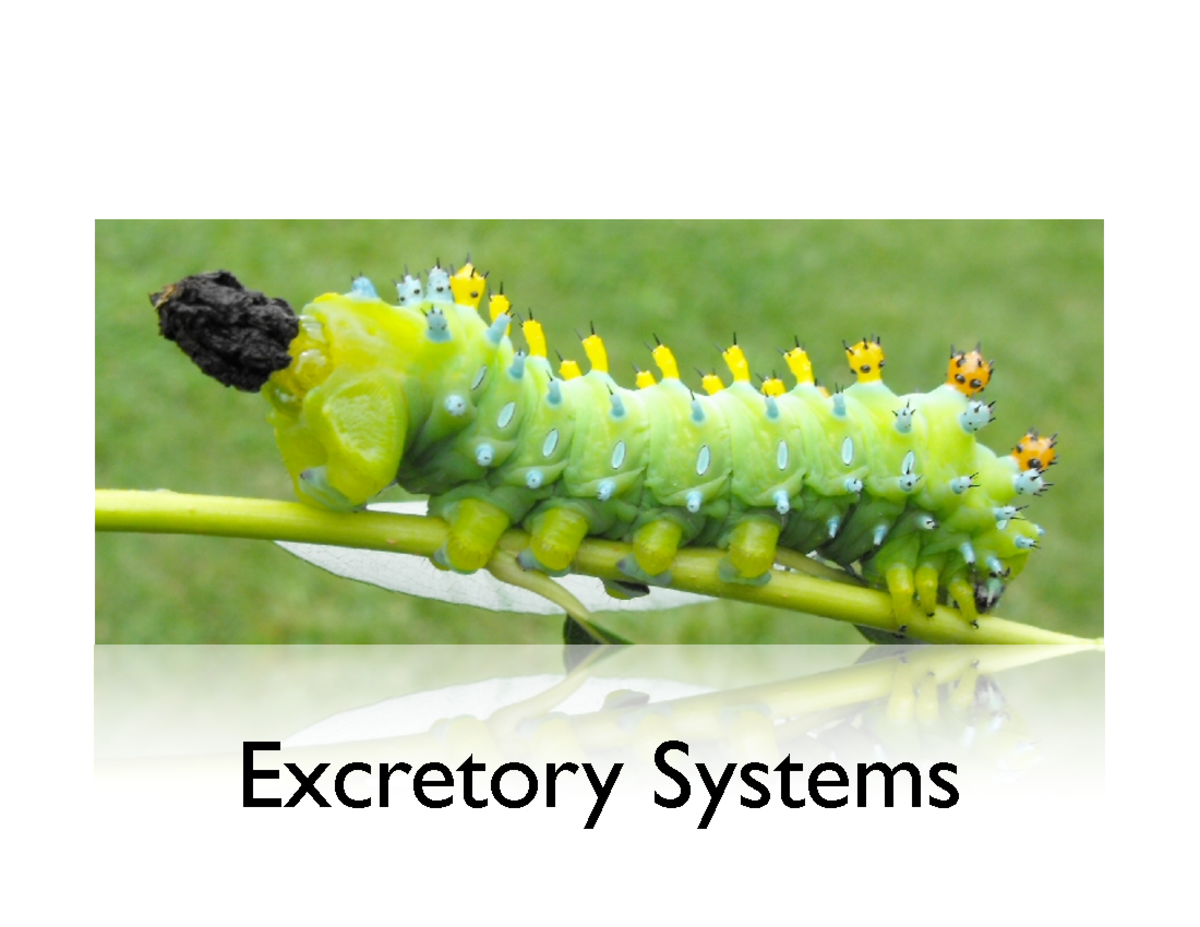 Excretory Systems in Insects: Homeostasis and Nitrogenous Waste ...