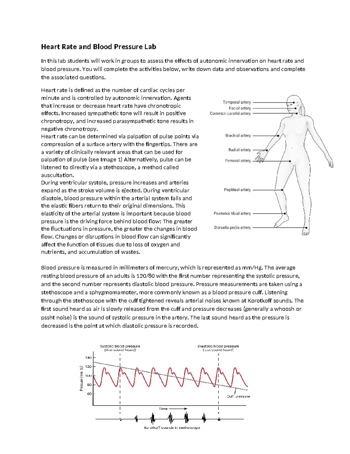 BIO 211L RS Activity 2: Heart Rate & Blood Pressure Lab Analysis - Studocu