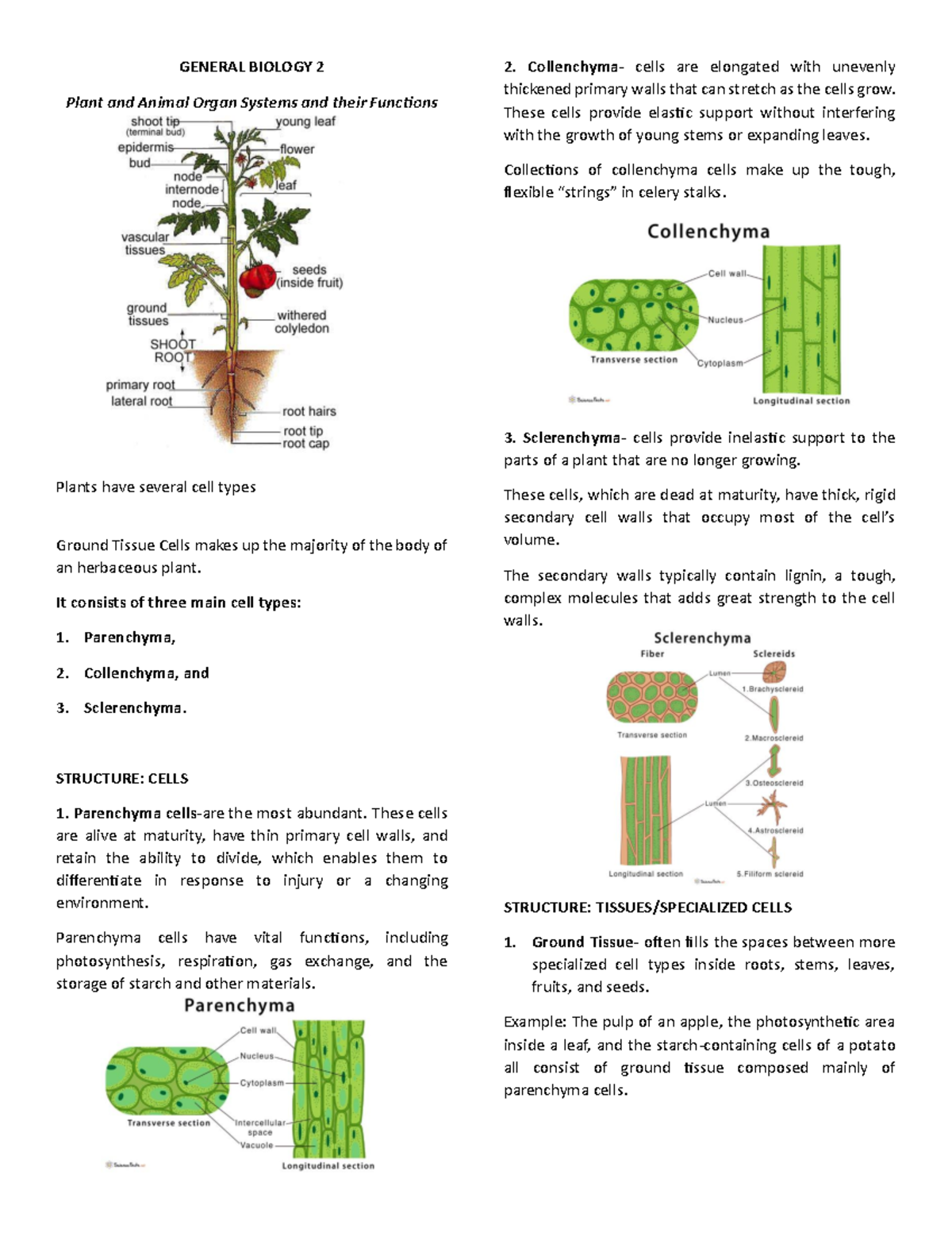 GENERAL BIOLOGY 2 Lecture Notes on Plant and Animal Organ Systems - Studocu