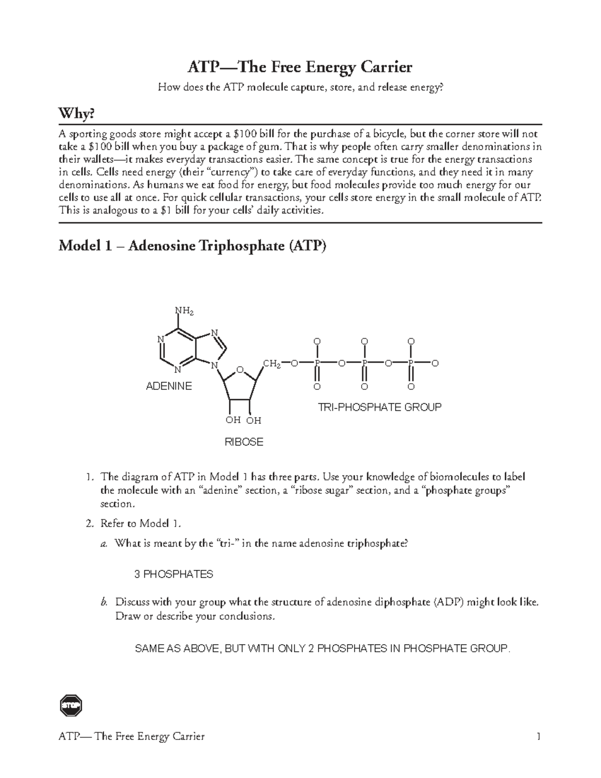ATP: The Free Energy Carrier - Pogil Activities for AP Biology - Studocu