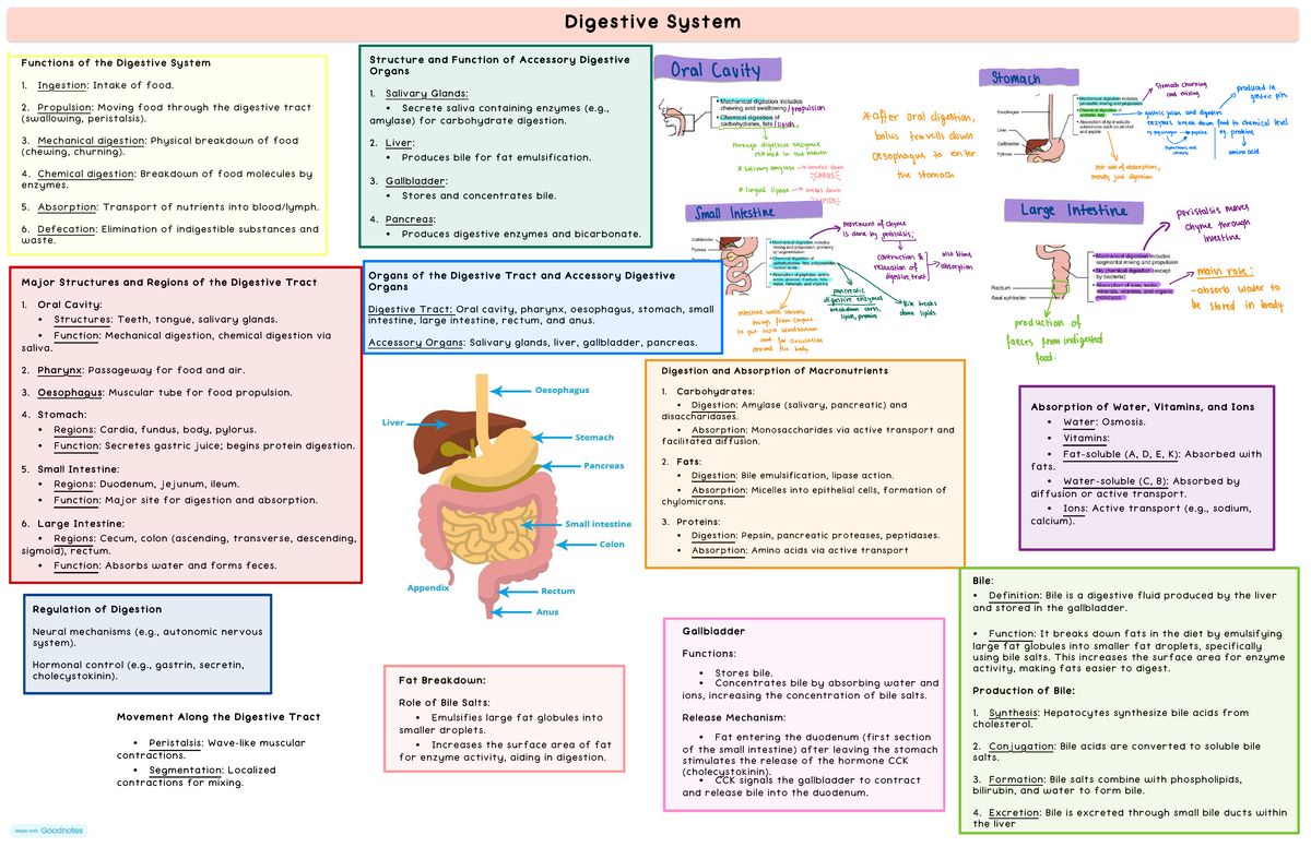 HBS109 - Digestive System Functions and Summary Sheet - Studocu