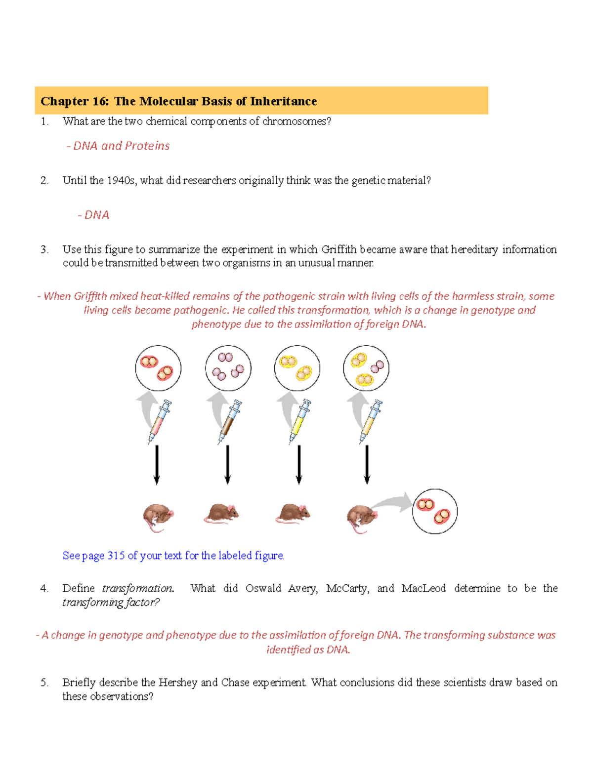 Chapter 16 Study Notes: Molecular Basis of Inheritance - Studocu