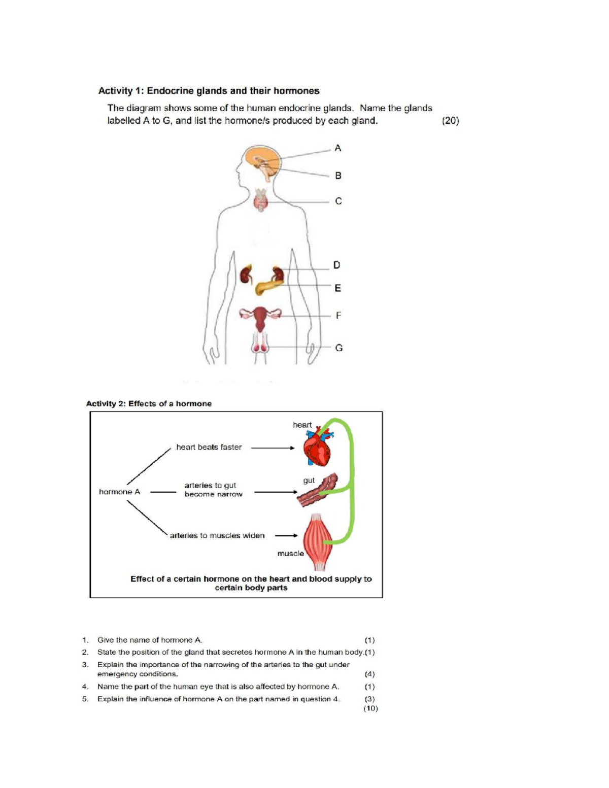 Endocrine Glands & Hormones: Activity 1 & 2 Revision Guide - Studocu