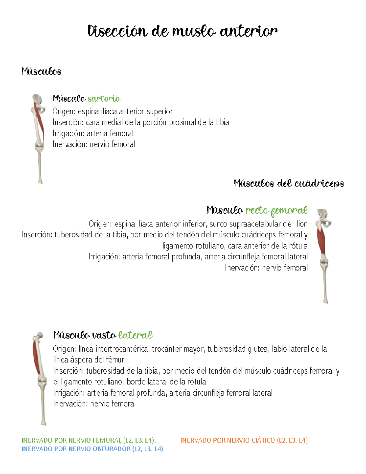 Guía de disección del muslo anterior - Anatomía (L2, L3, L4) - Studocu