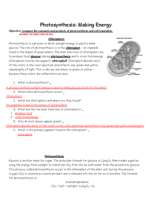Photosynthesis-worksheet-key - Photosynthesis: Making Energy ...