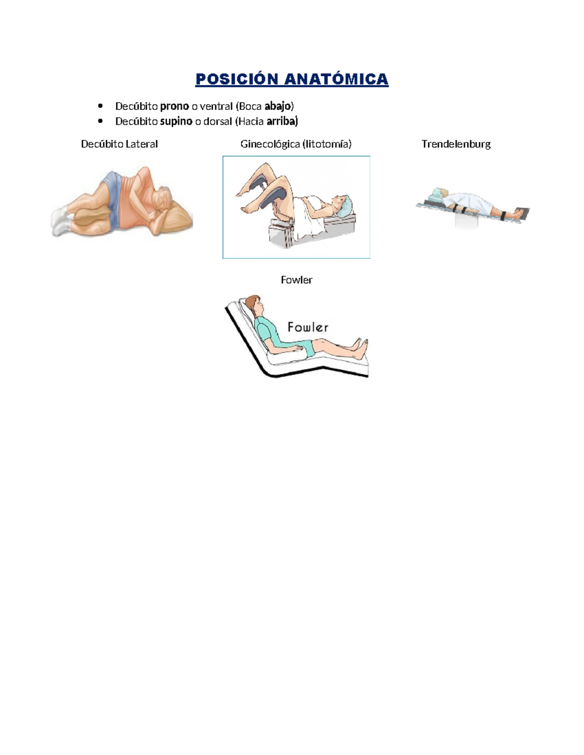 Anatomía - Anatomia - Anatomía - POSICIÓN ANATÓMICA Decúbito prono o ...