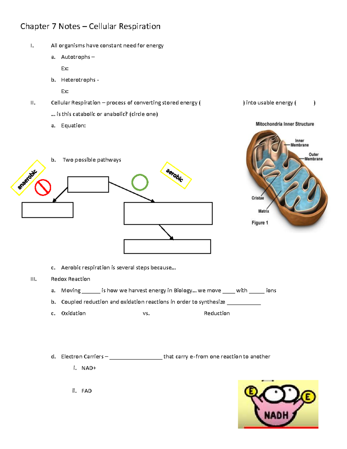 Chapter 7 Notes: Cellular Respiration Overview - Studocu