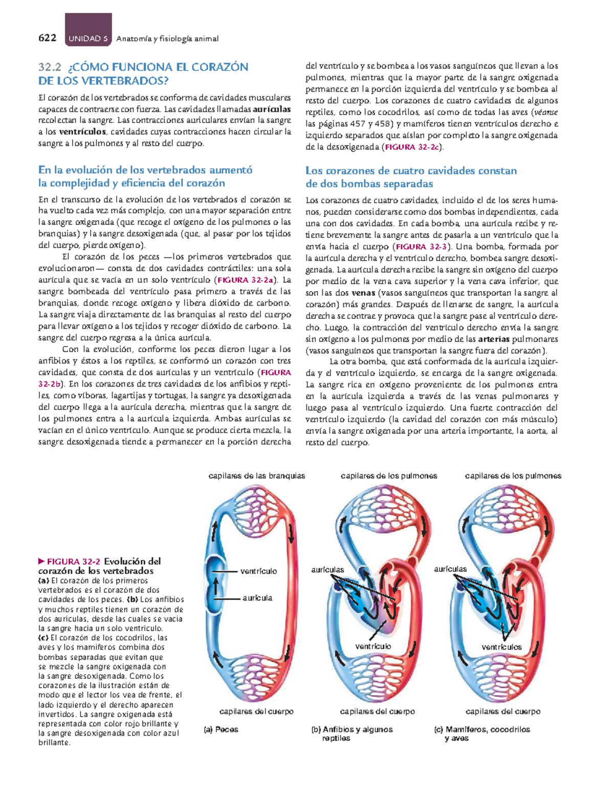 622 UNIDAD 5 Anatomía y Fisiología Animal: El Corazón de los ...