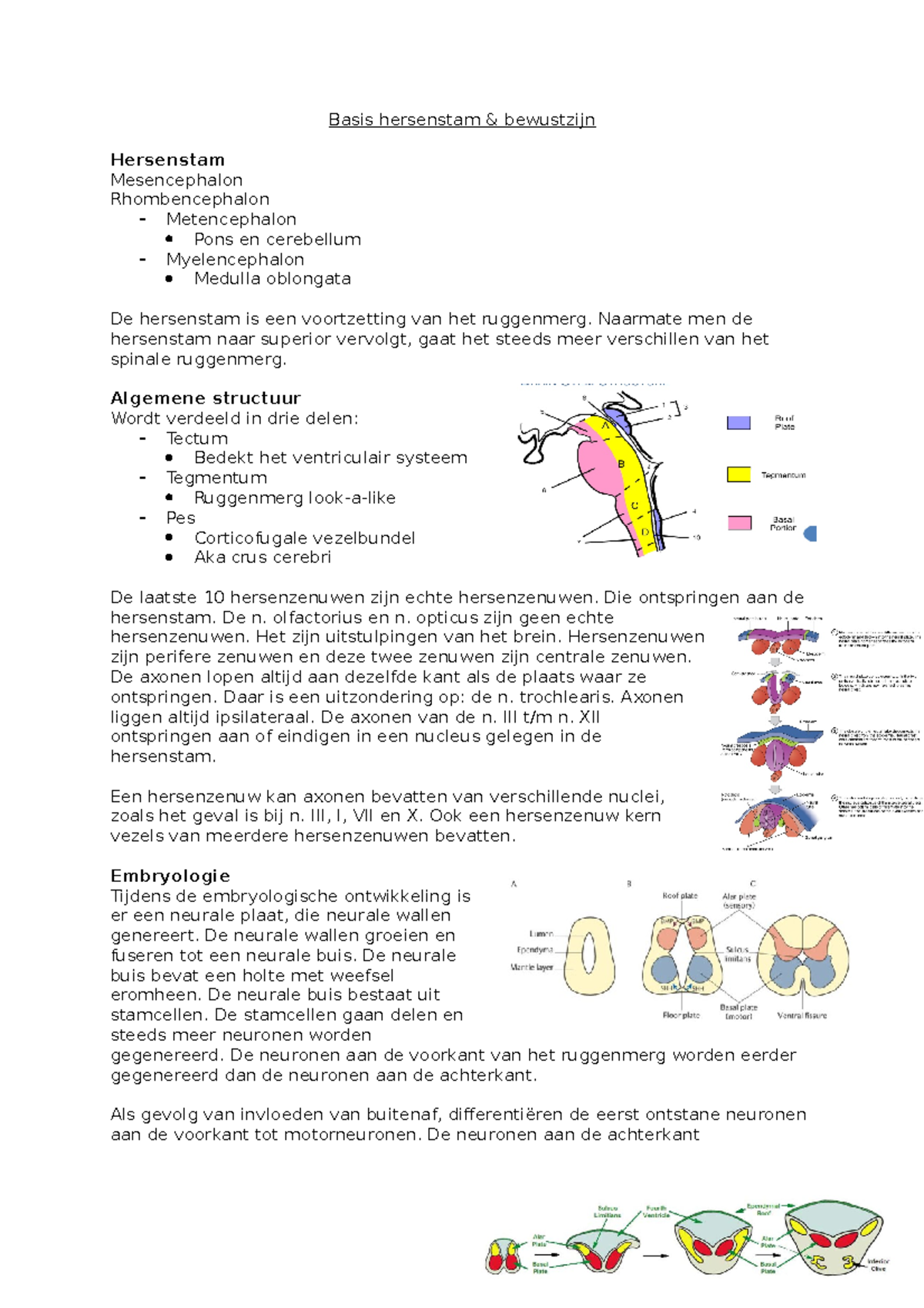 Hersenzenuwen en Hersenstam: Essentiële Structurele Overzichten ...
