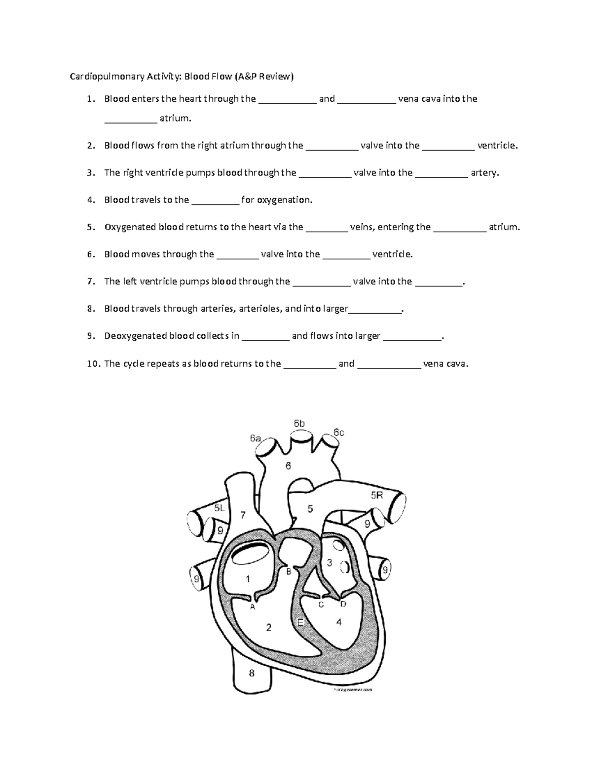 Cardiopulmonary Activity: Blood Flow Cycle Overview - Studocu