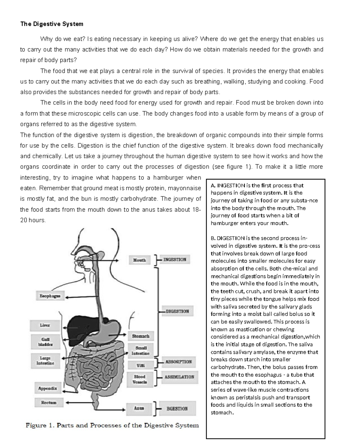 Digestive System Overview: Functions, Processes, and Organs Explained ...