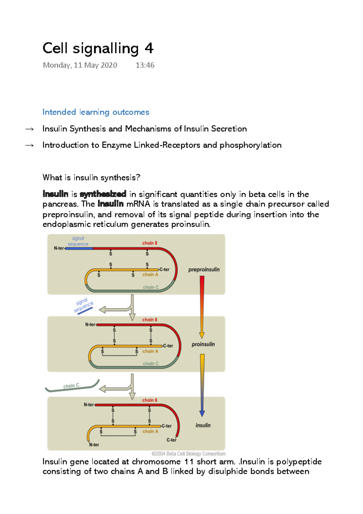Cell signalling 4 - lecture 4 - Intended learning outcomes → Insulin ...