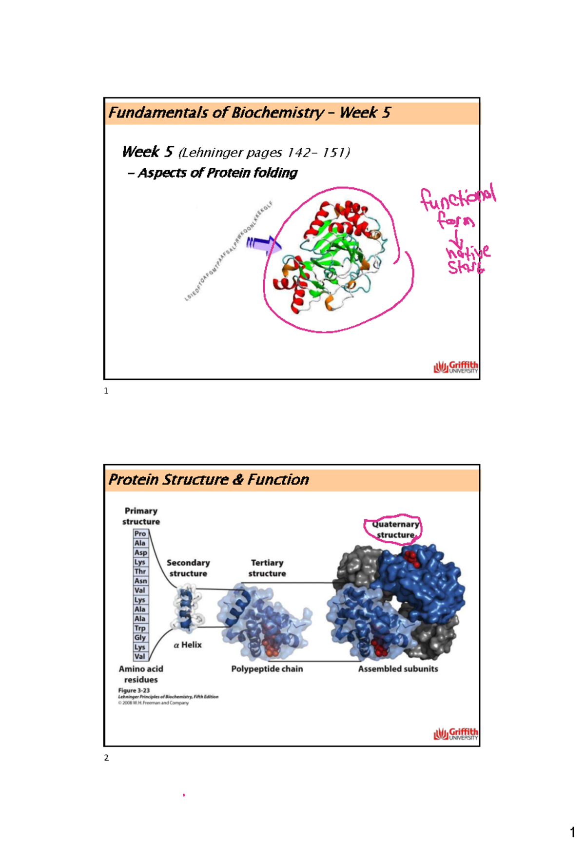Protein Folding and Stabilization Mechanisms: Week 5 Overview (BIOC ...