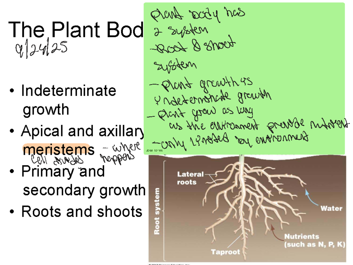 Plant Cells and Tissues (BIO 2023) - Growth and Structure Overview ...